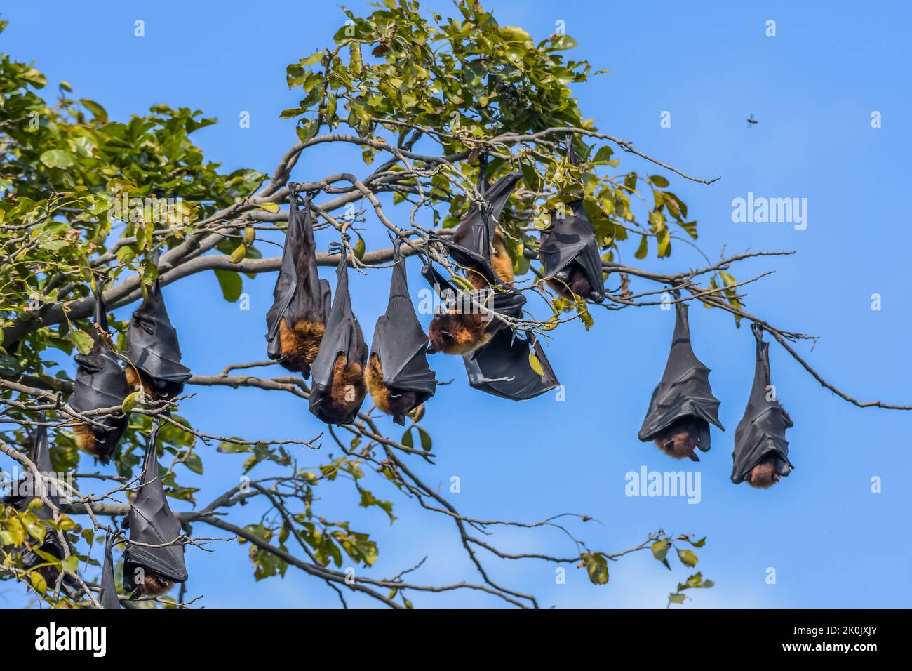 Indian flying fox (Pteropus medius) also known as the greater Indian ...