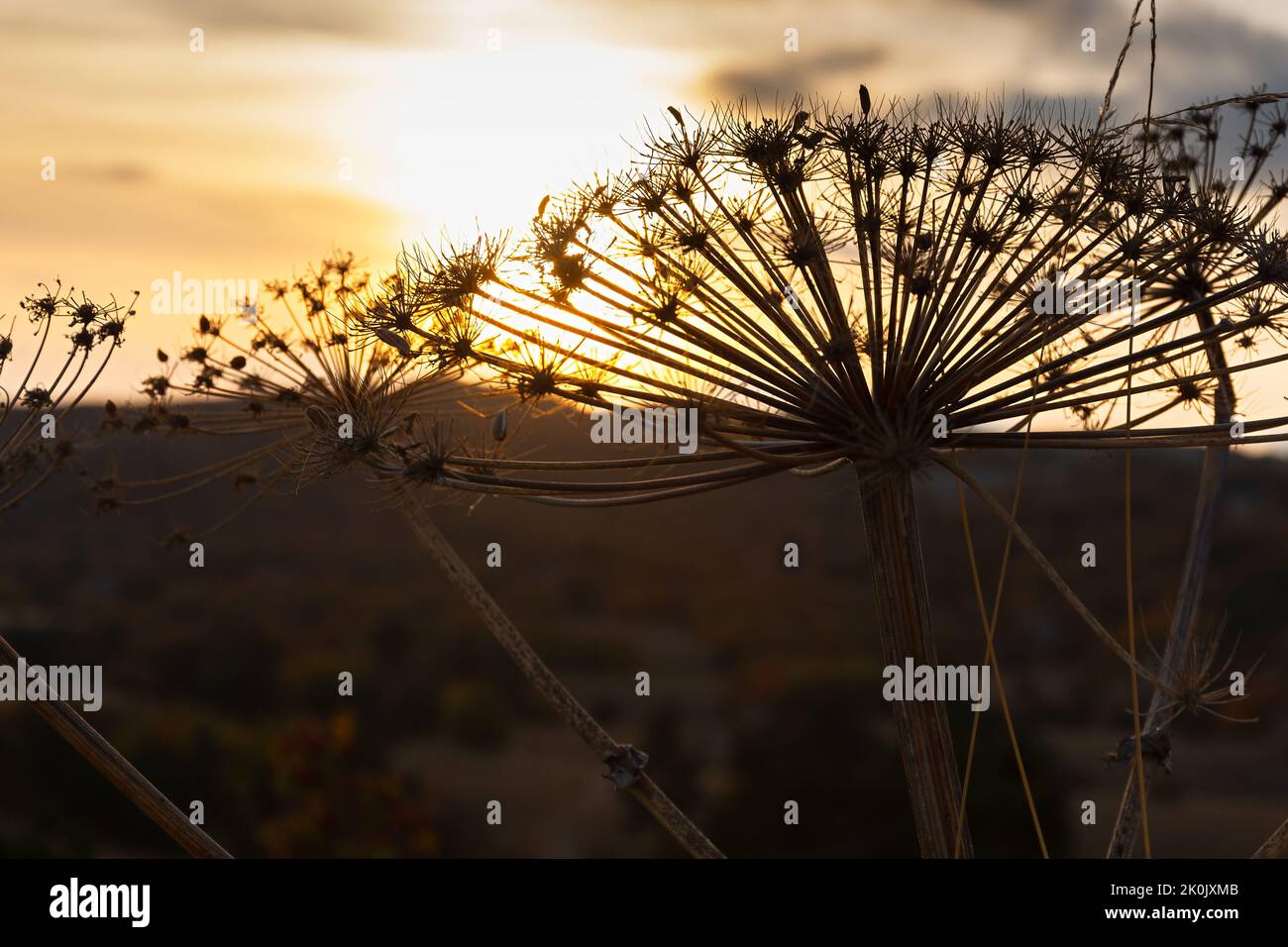 Sunset silhouette grass. Orange atmospheric natural background ...