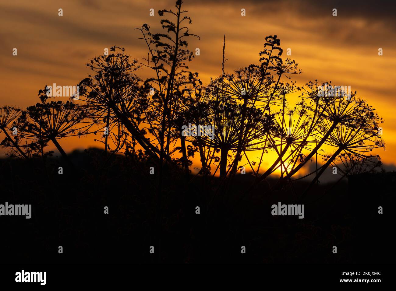 Sunset silhouette grass. Orange atmospheric natural background ...