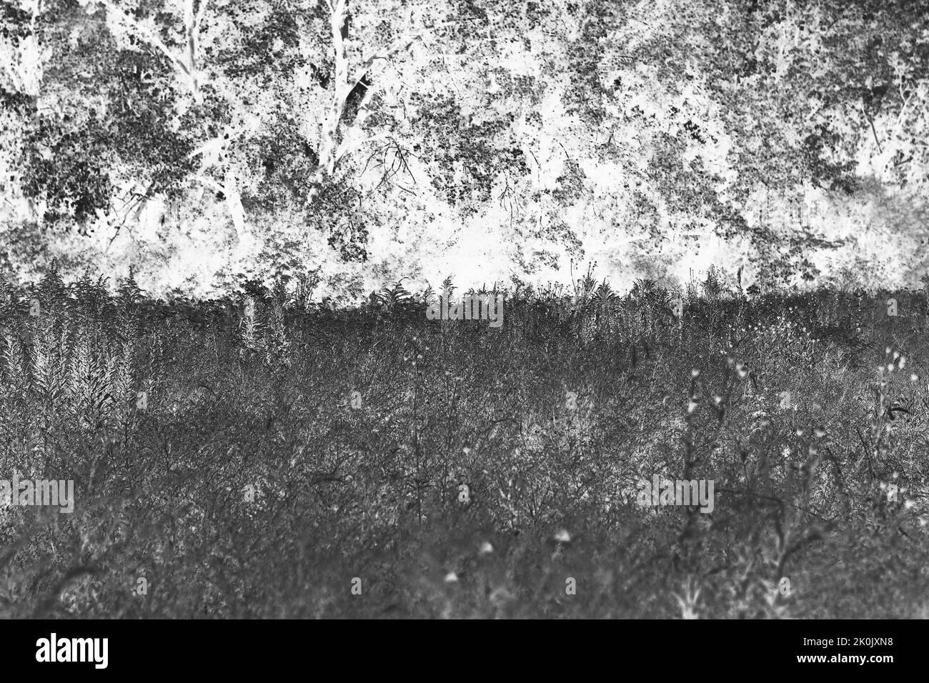 Summer meadow overgrown with lots of plants growing in the fields in a ...