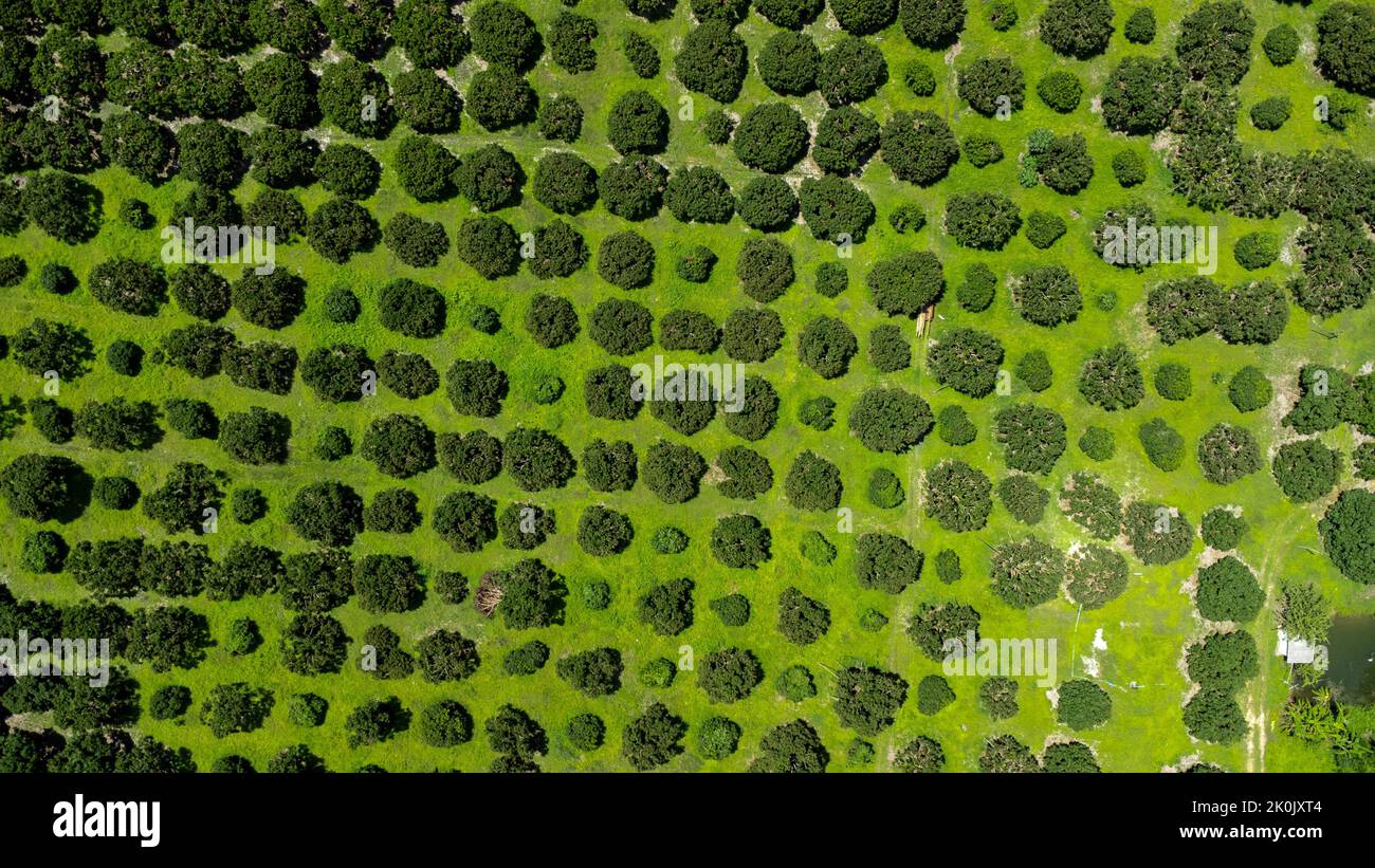 Aerial view of Cultivation trees and plantation in outdoor nursery ...
