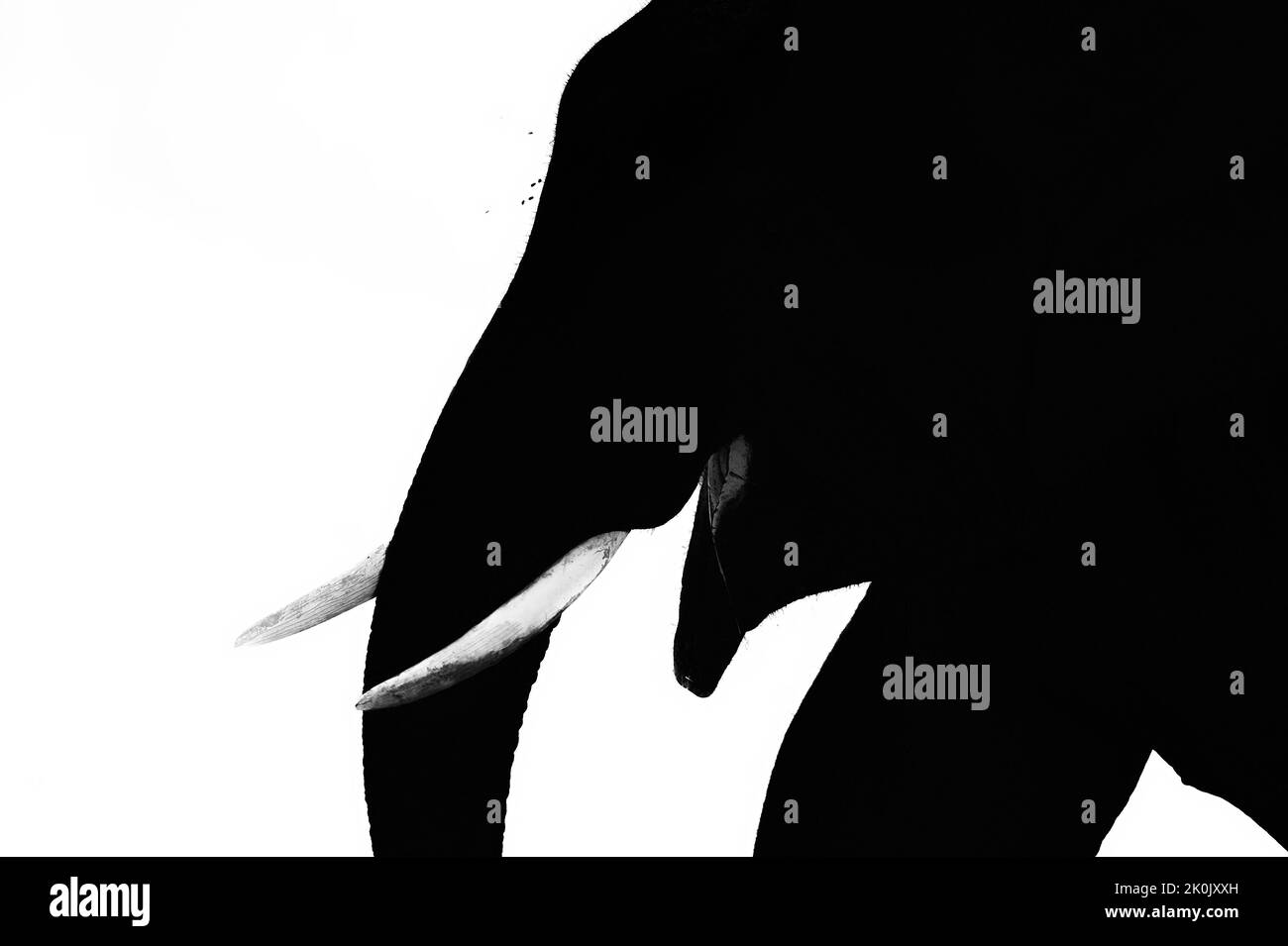 Tusk of Asiatic Elephant. Jim Corbett National Park, India Stock Photo ...