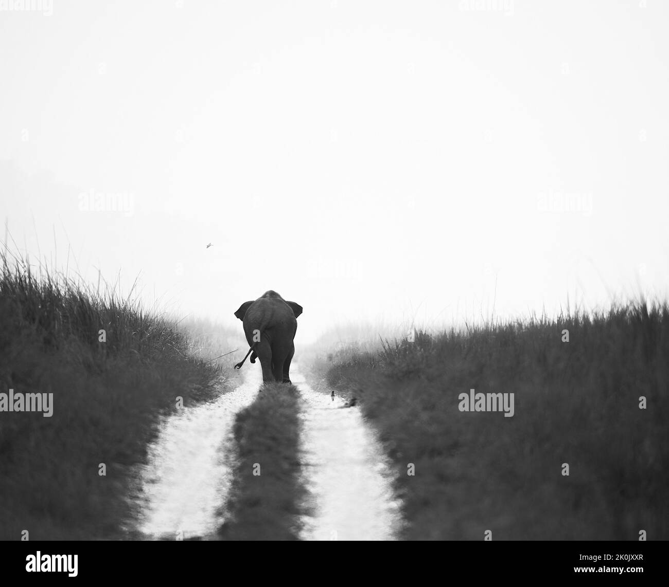 Elephant walk. Jim Corbett National Park, India Stock Photo - Alamy