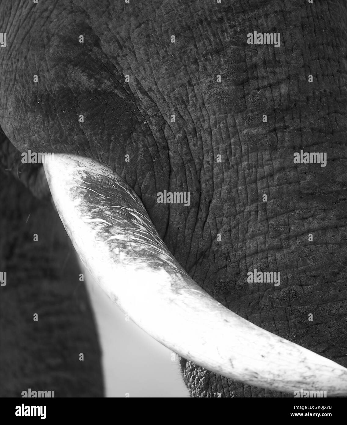 Tusk of Asiatic Elephant. Jim Corbett National Park, India Stock Photo ...