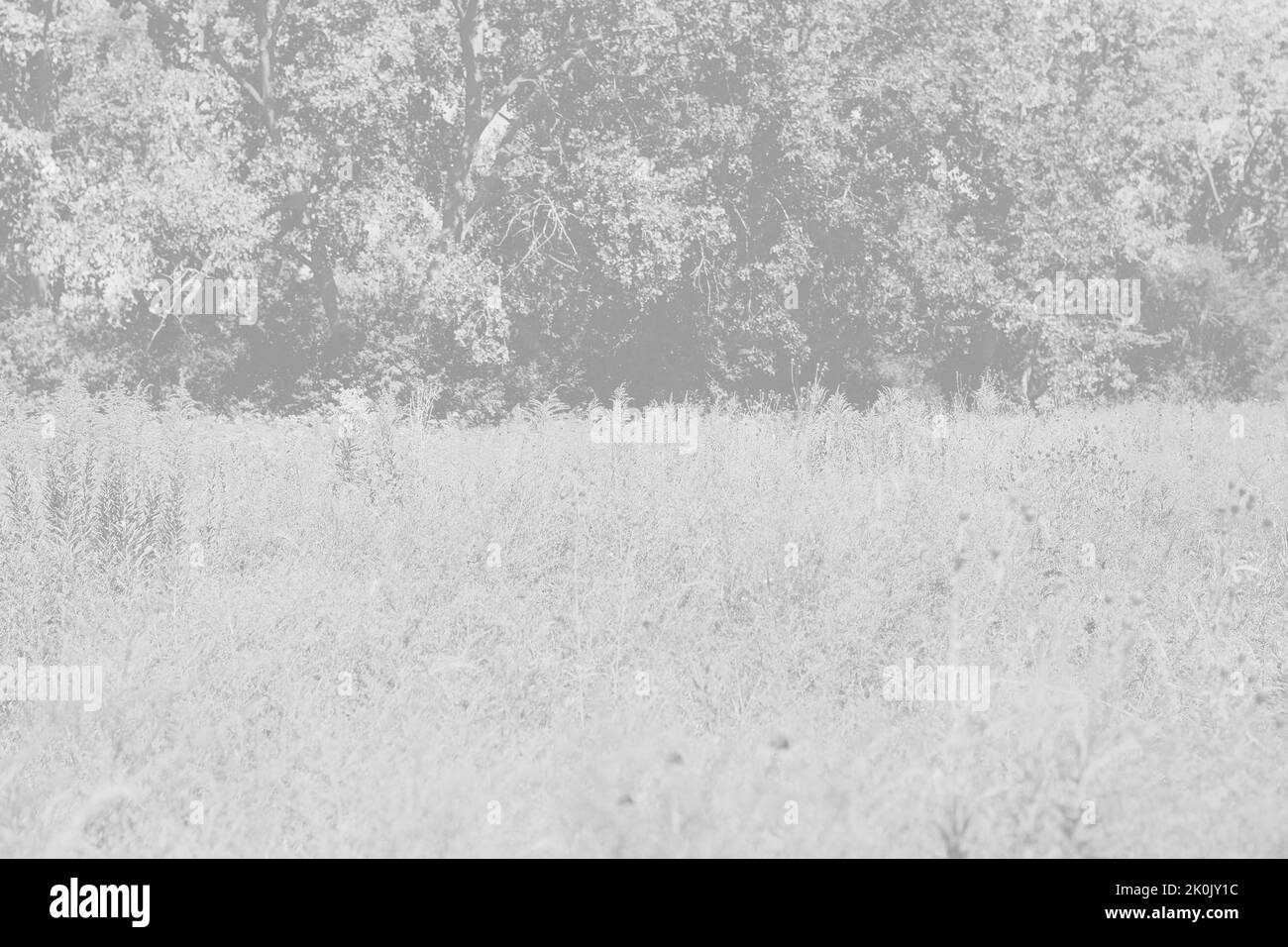 Summer meadow overgrown with lots of plants growing in the fields in a ...