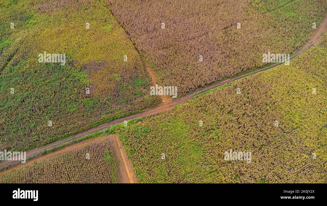 Aerial view of ripe corn field on a sunny day. Top view of Agricultural ...