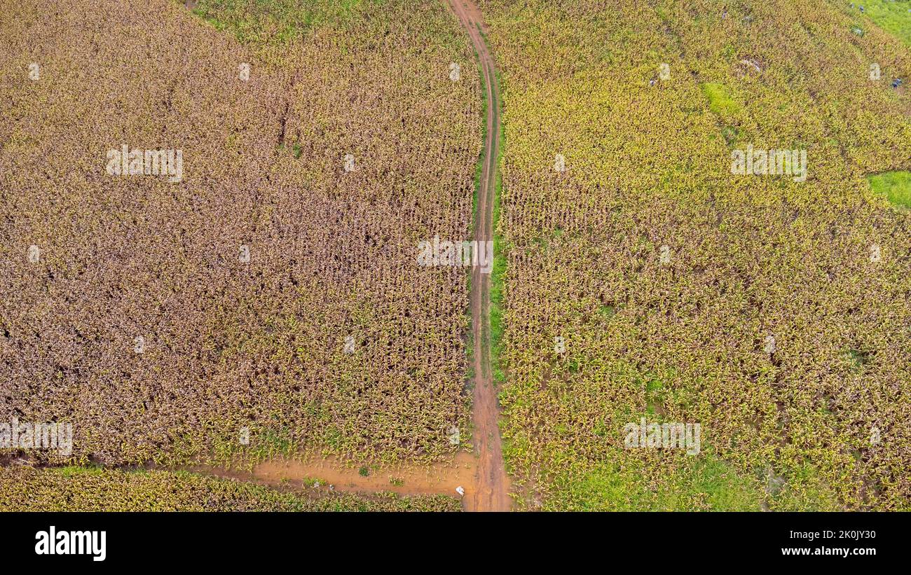 Aerial view of ripe corn field on a sunny day. Top view of Agricultural ...