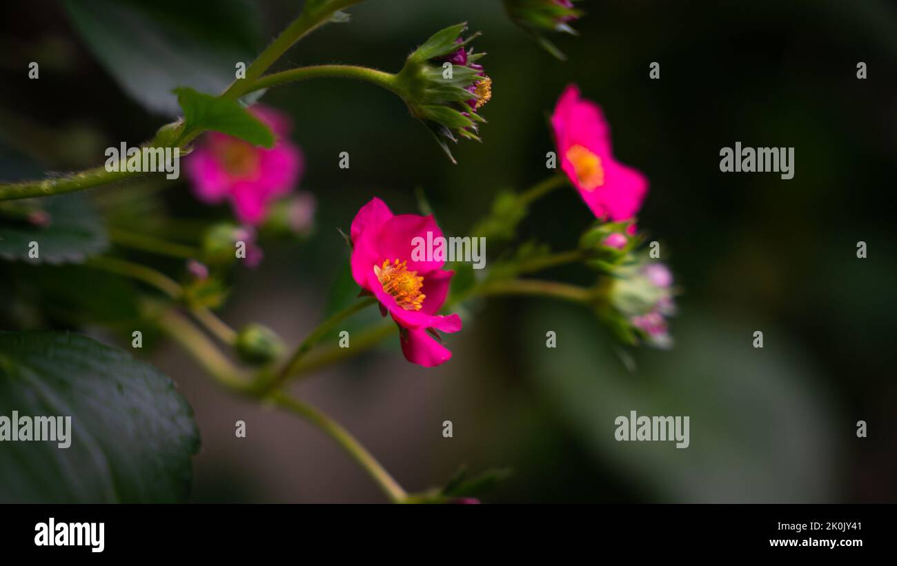 A closeup of purple flowers against the dark green blurry background ...