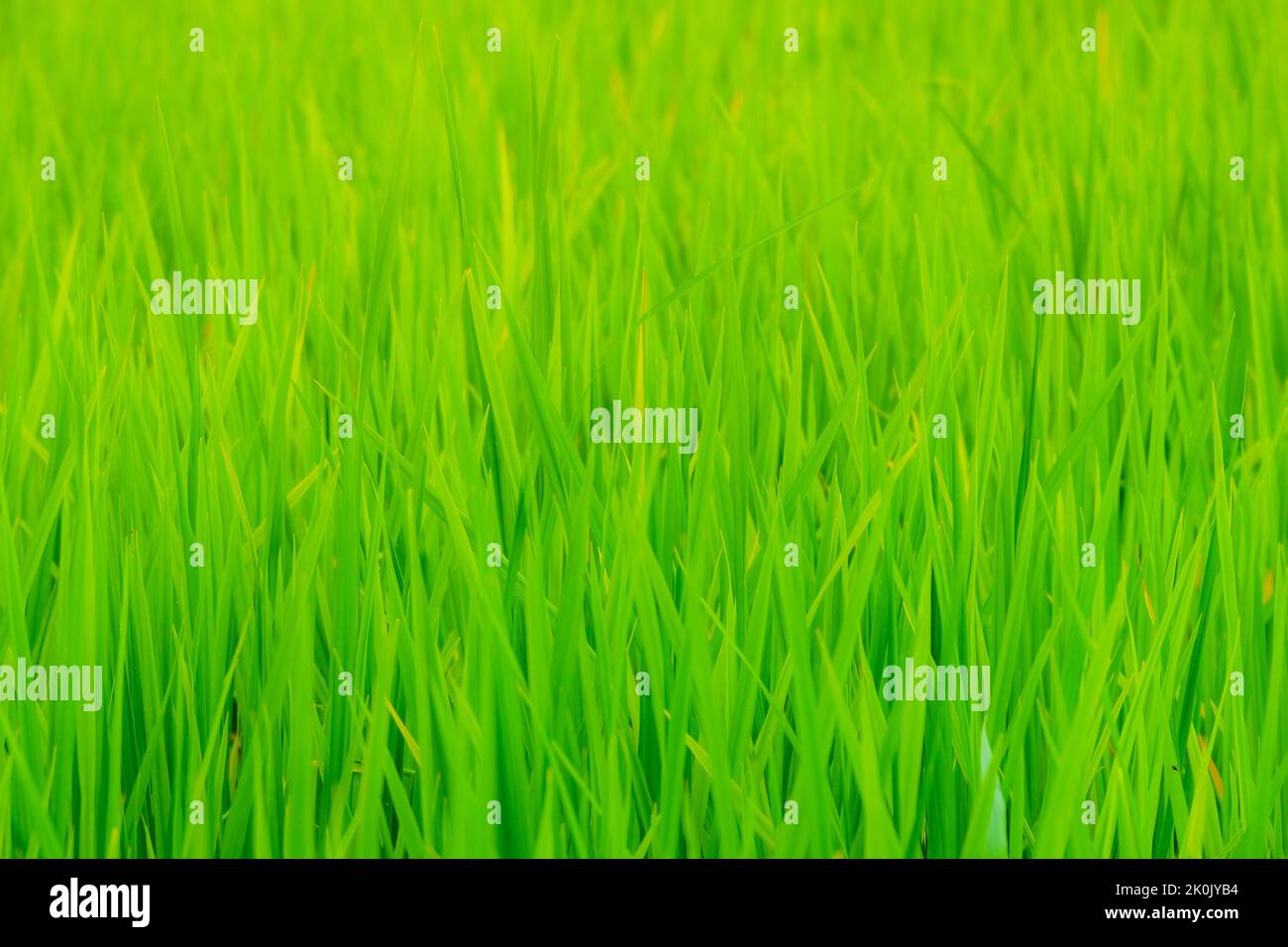 Close-up view of organic rice field growth in the morning in rural ...