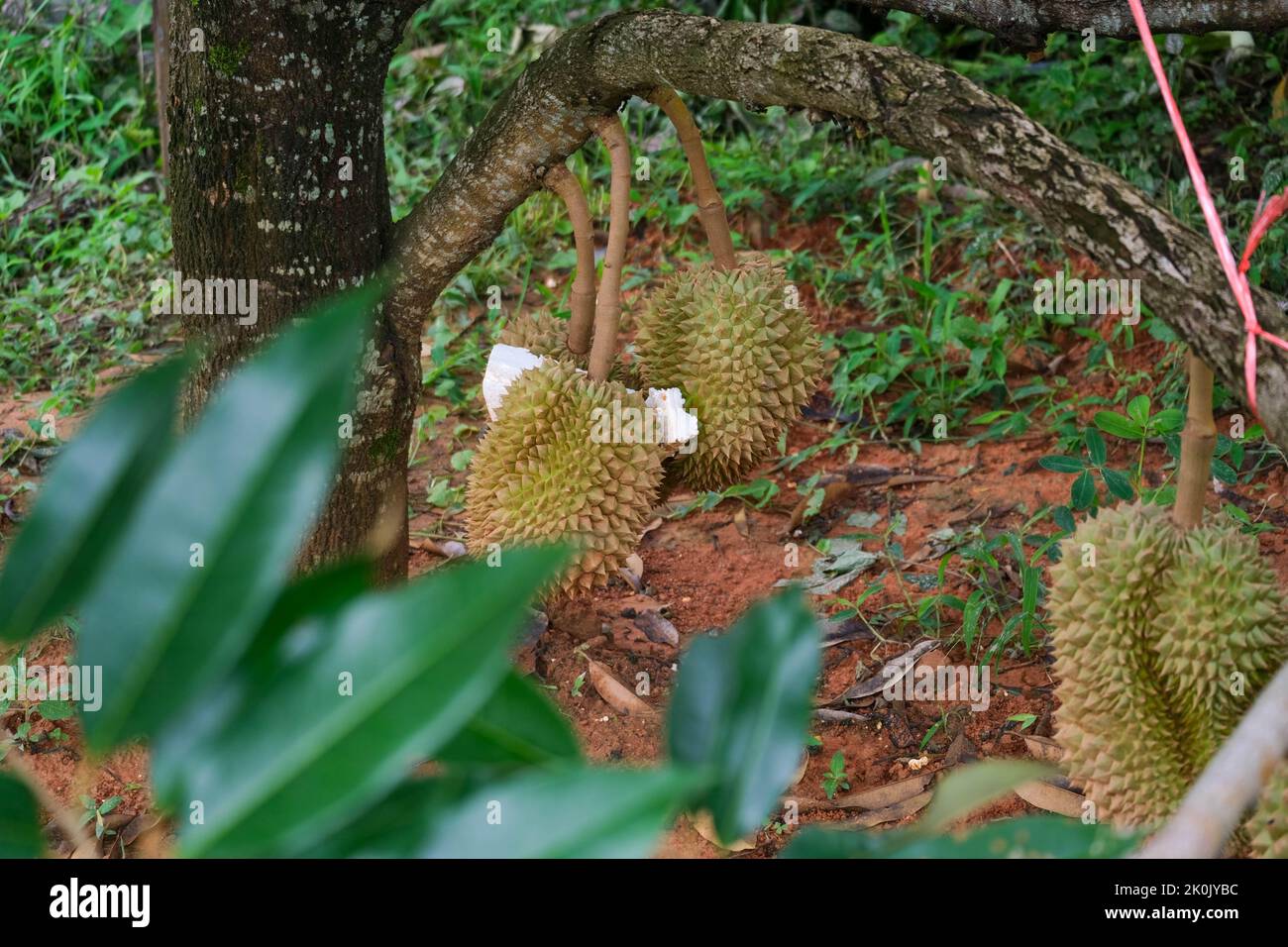 Durians hanging on a tall tree in the garden. Fresh durian fruit on a ...