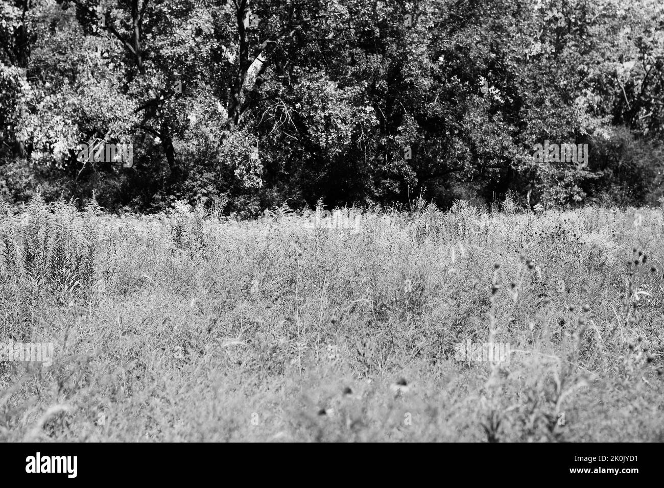 Summer meadow overgrown with lots of plants growing in the fields in a ...