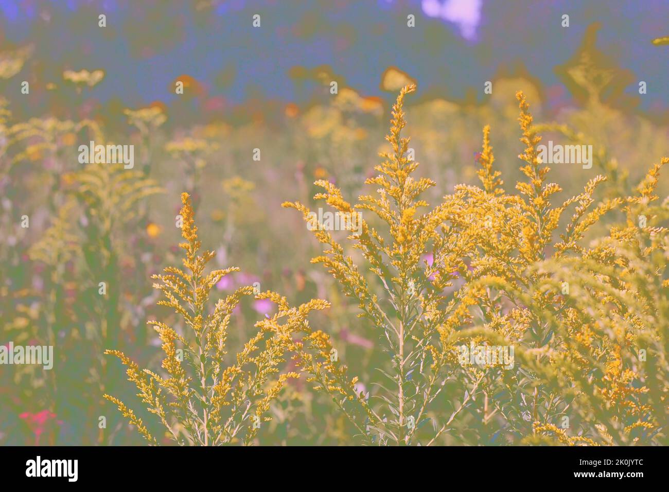 Summer meadow overgrown with lots of plants growing in the fields in a ...