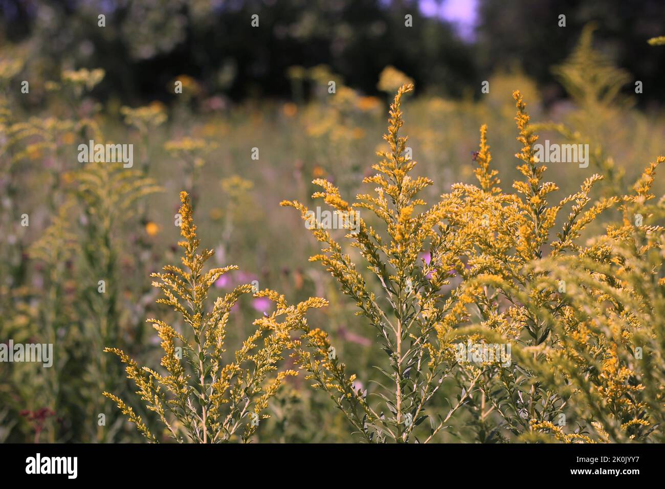 Summer meadow overgrown with lots of plants growing in the fields Stock ...
