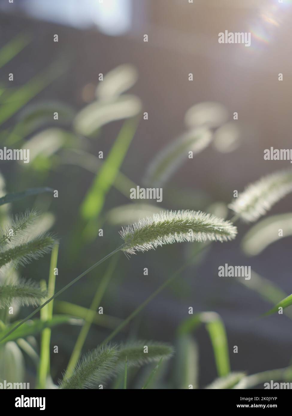 Setarias hi-res stock photography and images - Alamy