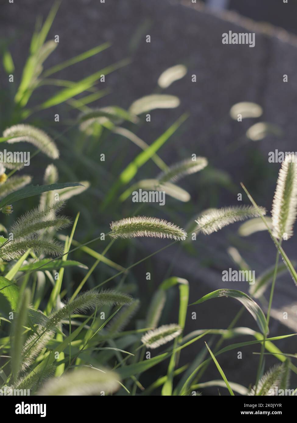 Setarias hi-res stock photography and images - Alamy