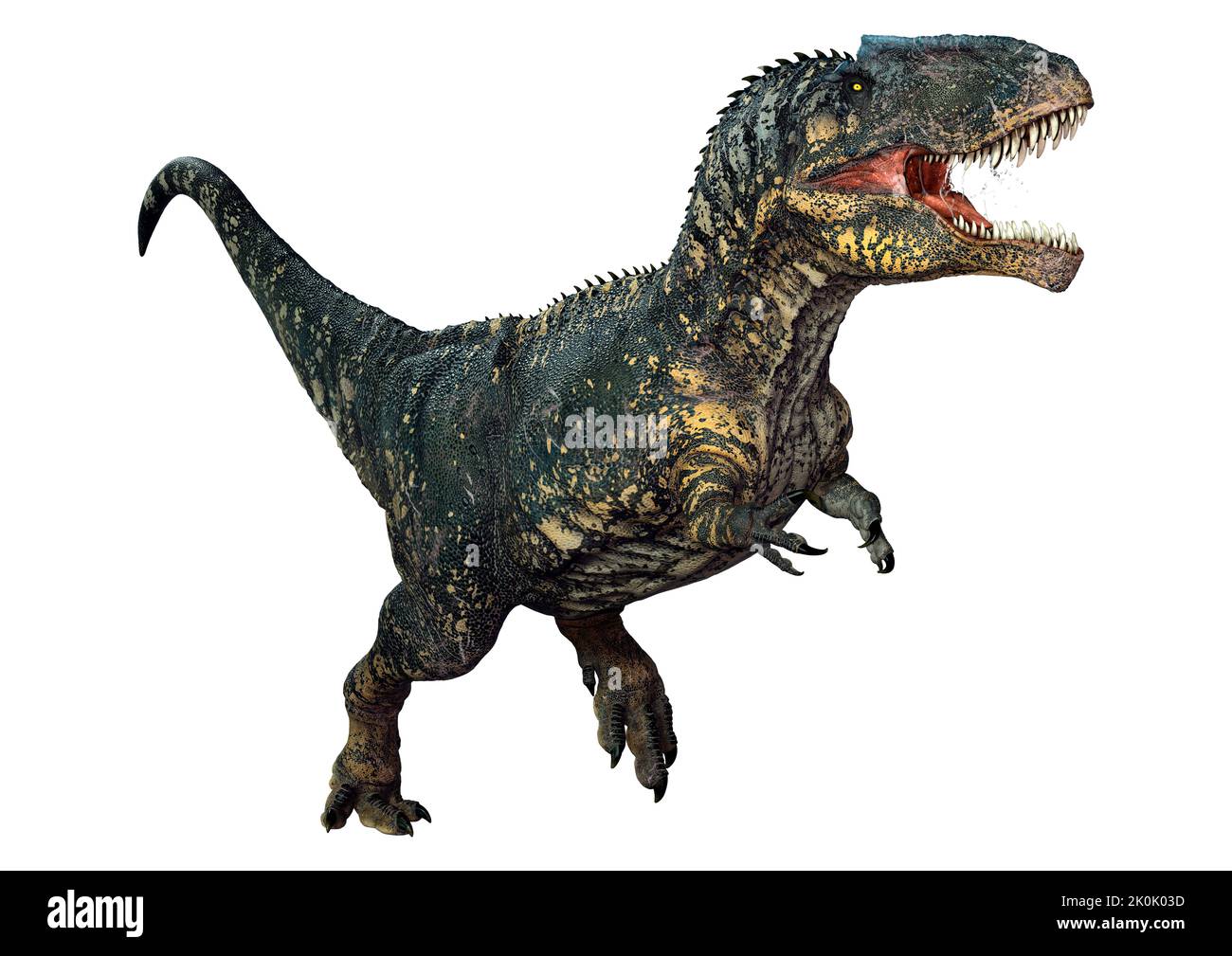3D rendering of a dinosaur gigantosaurus isolated on white background Stock Photo - Alamy