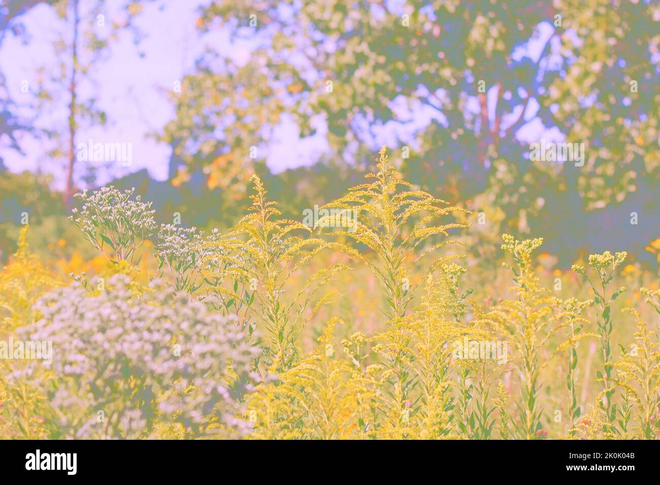 Summer meadow overgrown with lots of plants growing in the fields in a ...