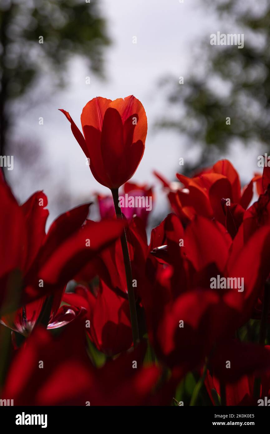 colorful flowers background in spring , background for post card , shot ...