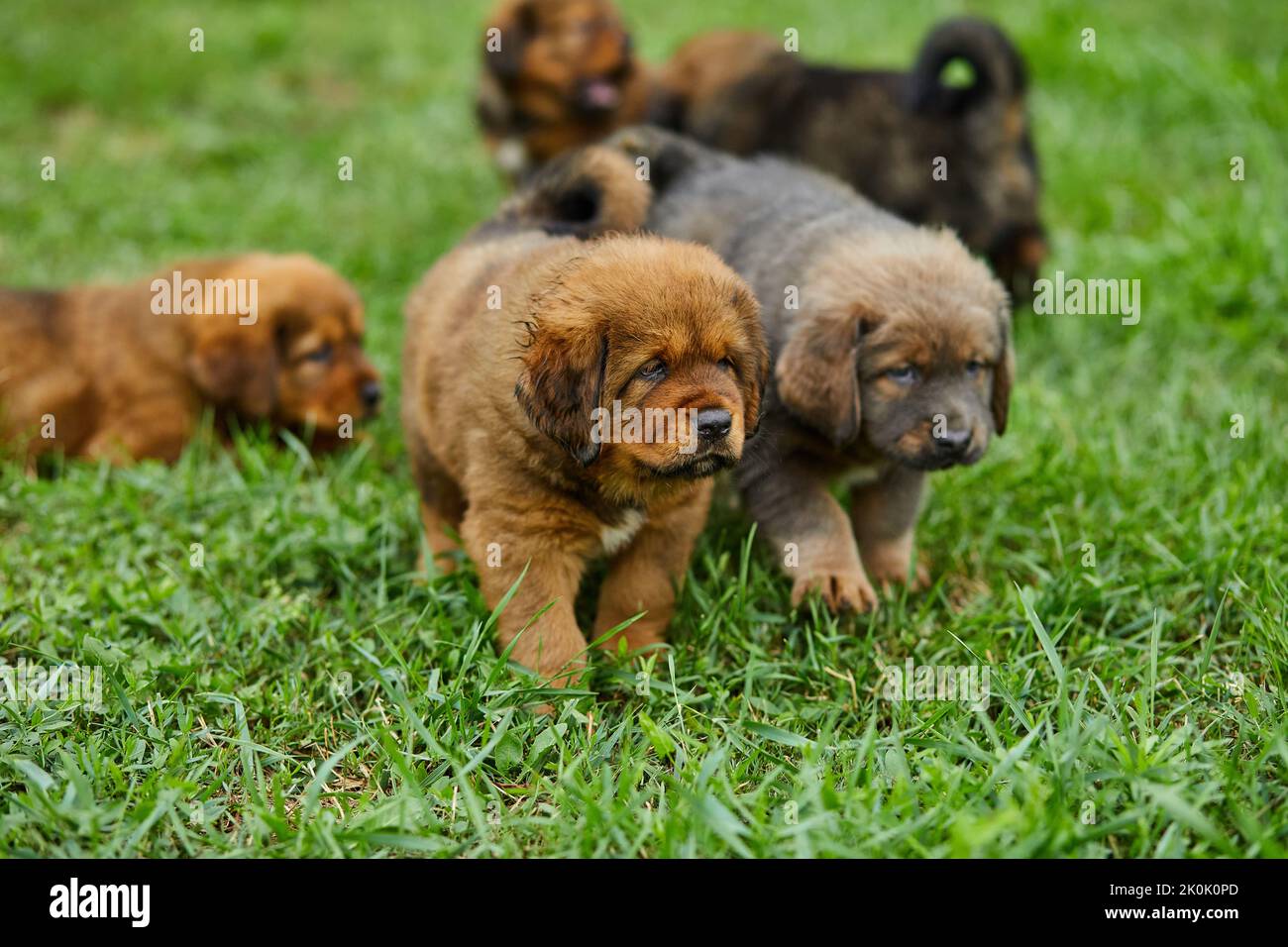 Little puppys Newfoundland, running around, playing in the summer park ...
