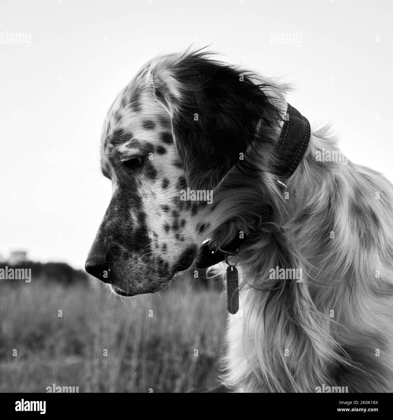Black and white portrait of a hunting dog. Head of an English Setter ...