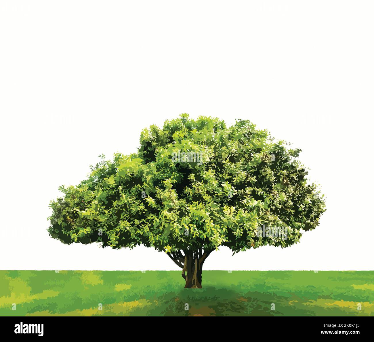 An illustration of an isolated mango tree (Mangifera indica ) in a ...