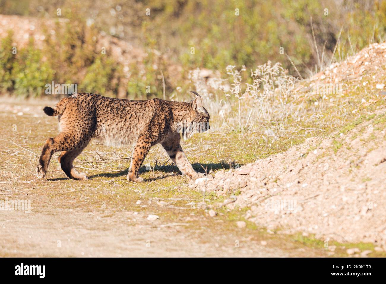 Wild Iberian lynx with spotted fur and tufted ears walking on grassy ...