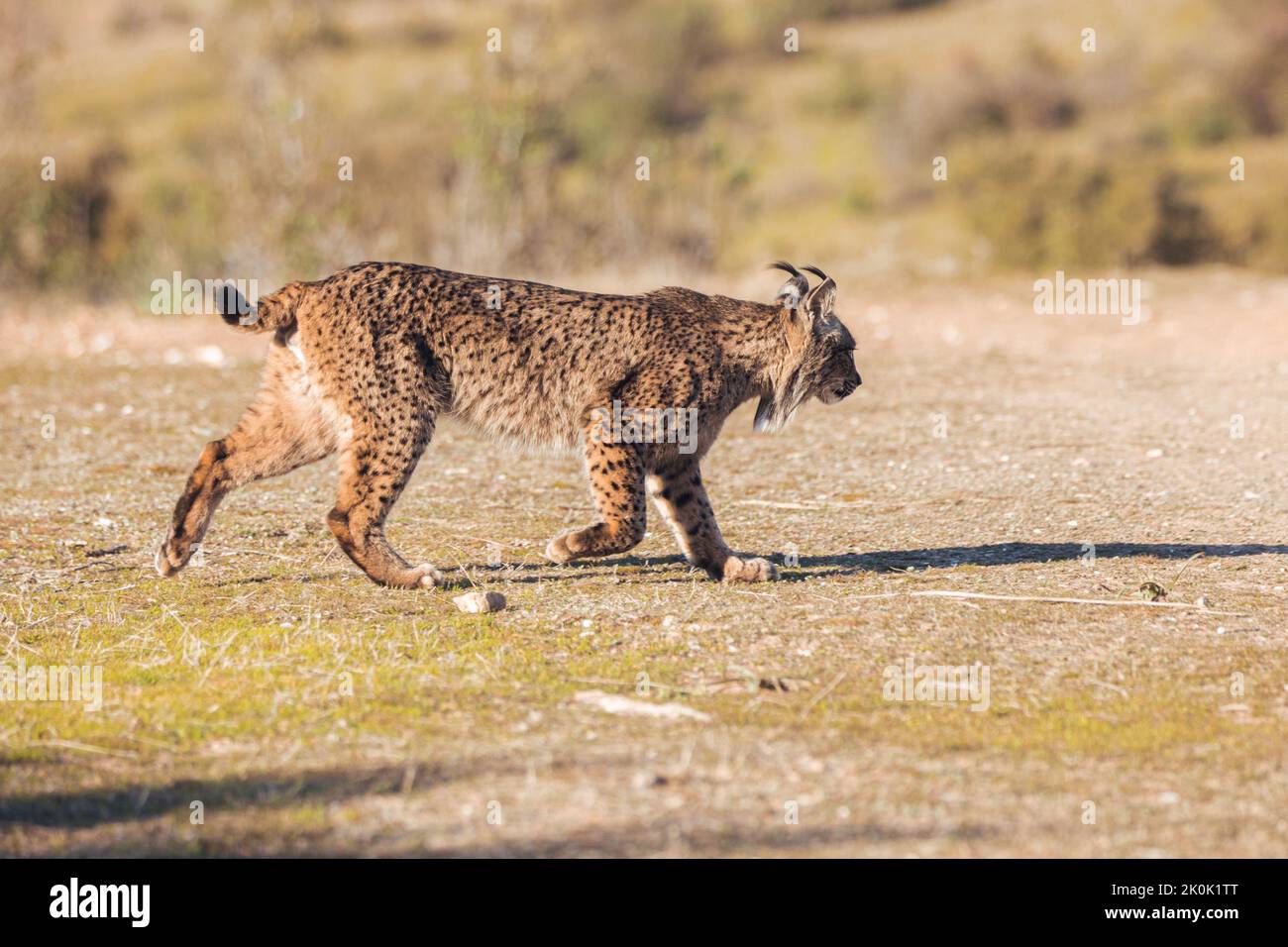 Wild Iberian lynx with spotted fur and tufted ears walking on grassy ...