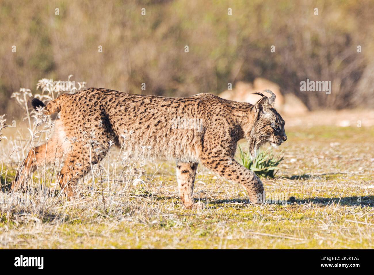 Wild Iberian lynx with spotted fur and tufted ears walking on grassy ...