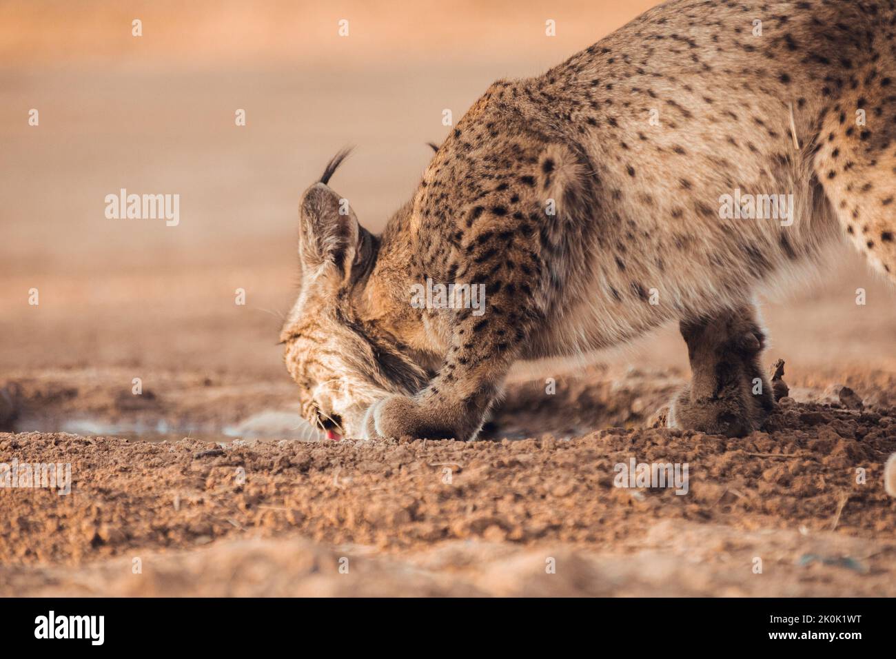 Iberian lynx with spotted fur drinking water from puddle while standing ...