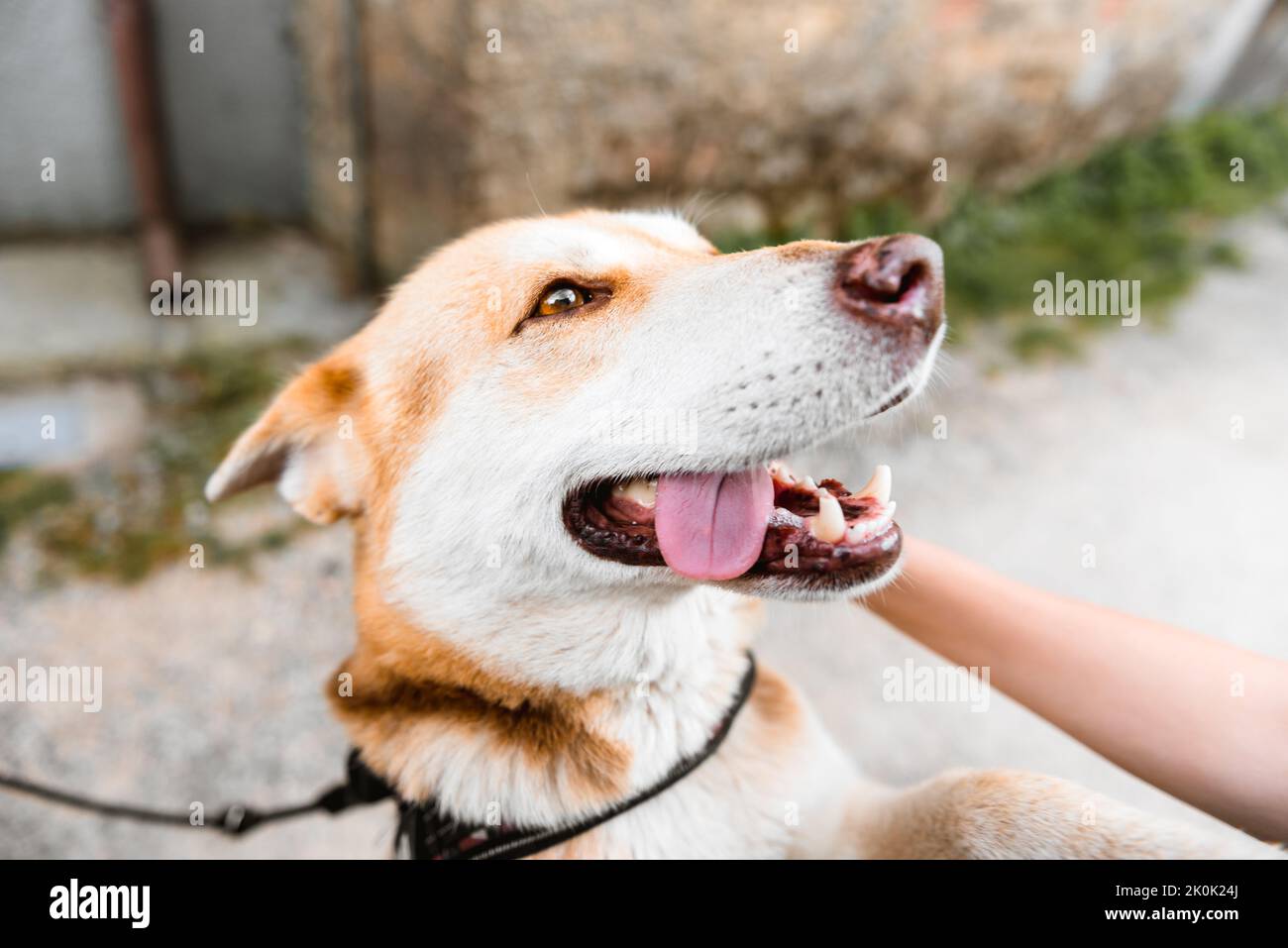 Excited purebred Shiba Inu dog in harness with open mouth walking in ...
