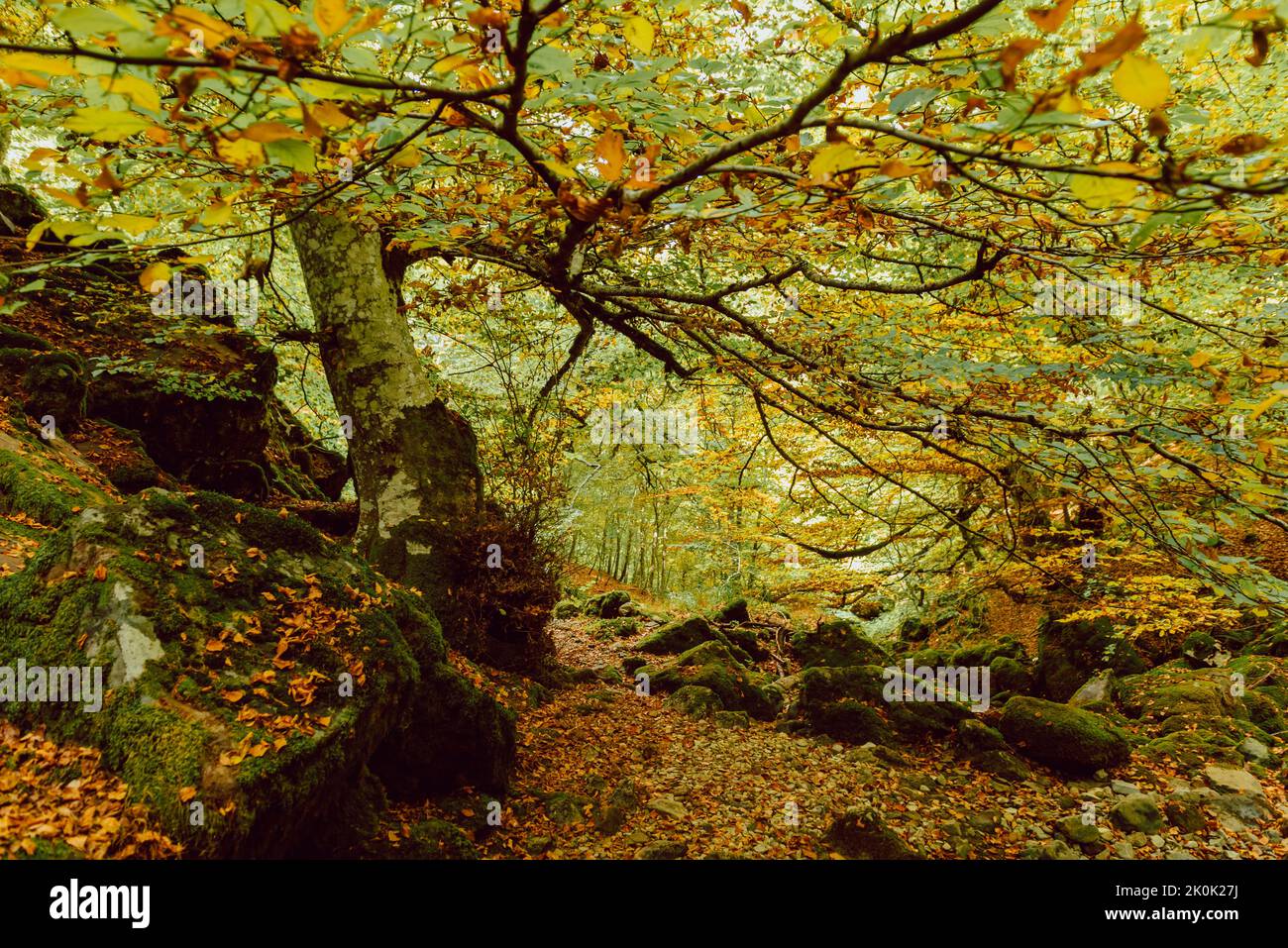 Colorful autumnal forest landscape with old big tree in autumnal forest ...