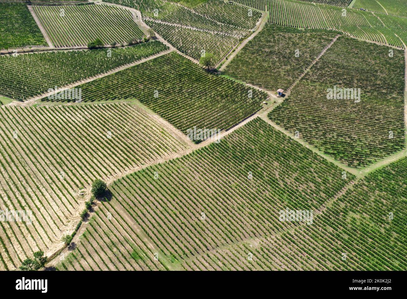 vineyards in Nizza Monferrato, Italy Stock Photo - Alamy