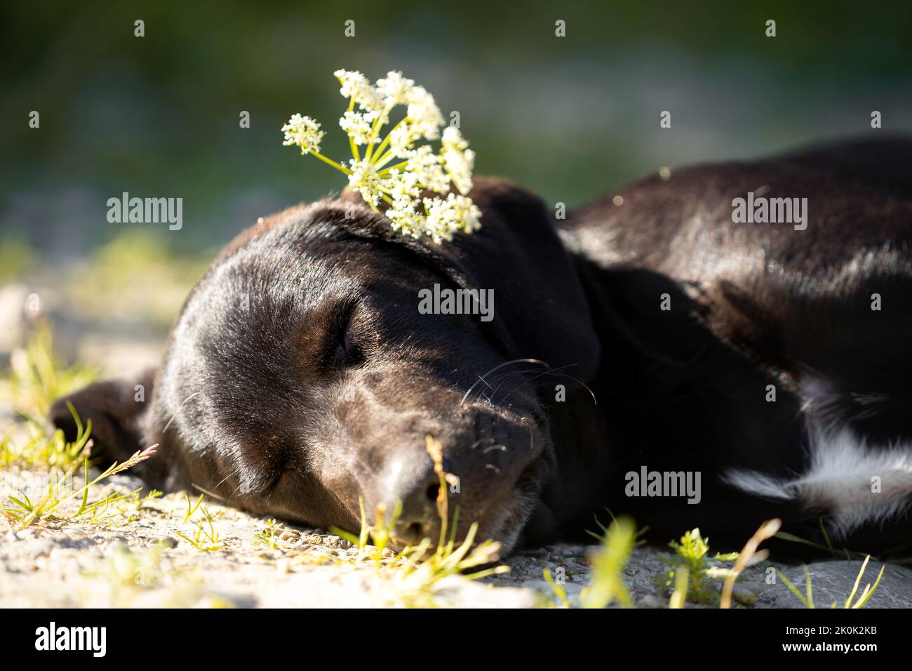 A closeup portrait of a Chocolate Labrador with a flower on ear ...
