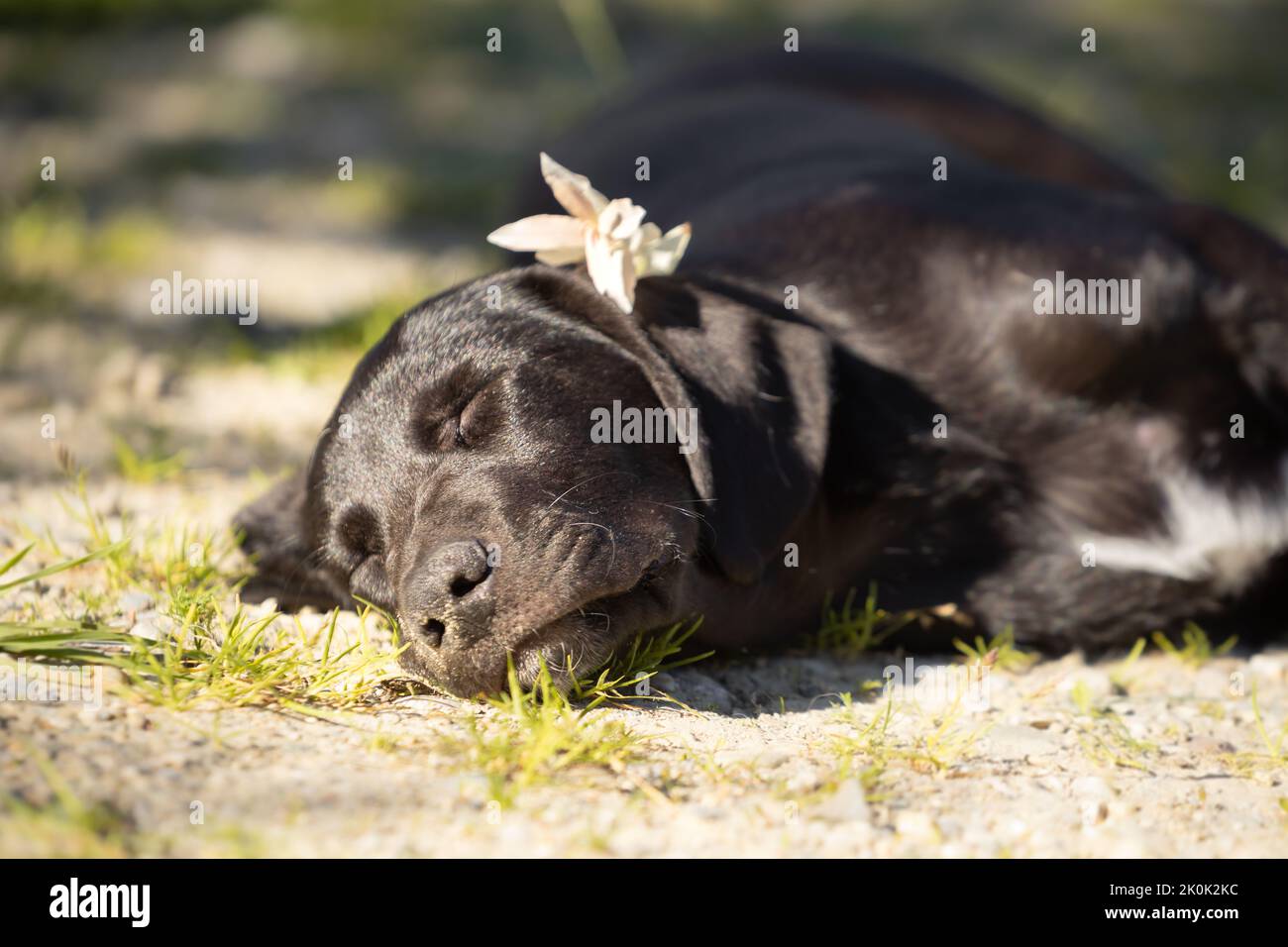 A closeup portrait of a Chocolate Labrador with a flower on its ear ...