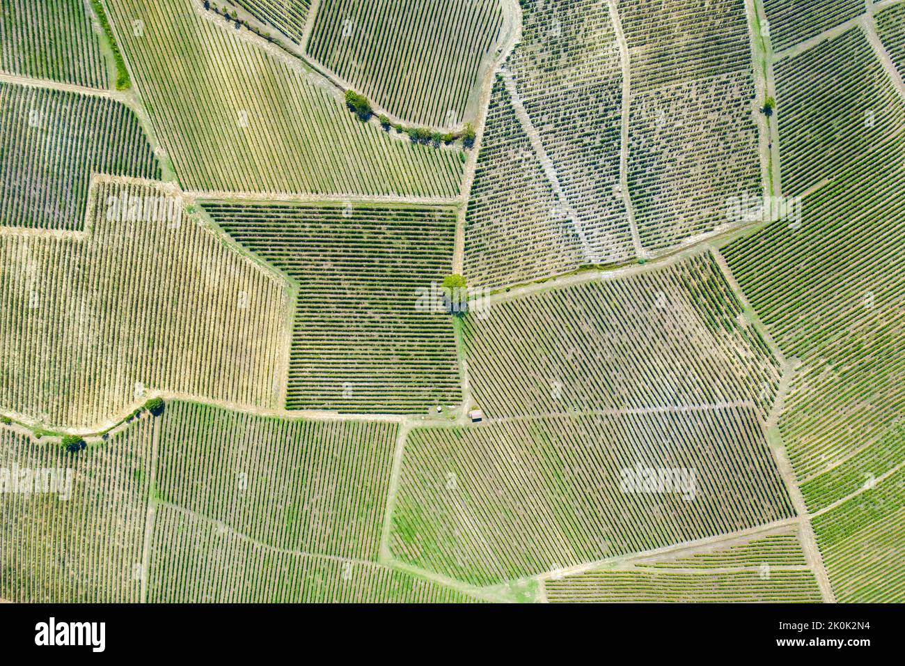 Small scale vineyard hi-res stock photography and images - Alamy