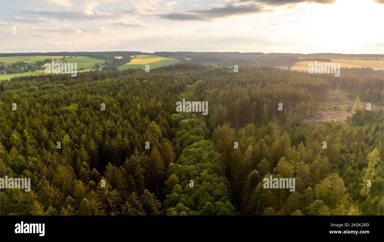 Pine wood in fields hi-res stock photography and images - Alamy