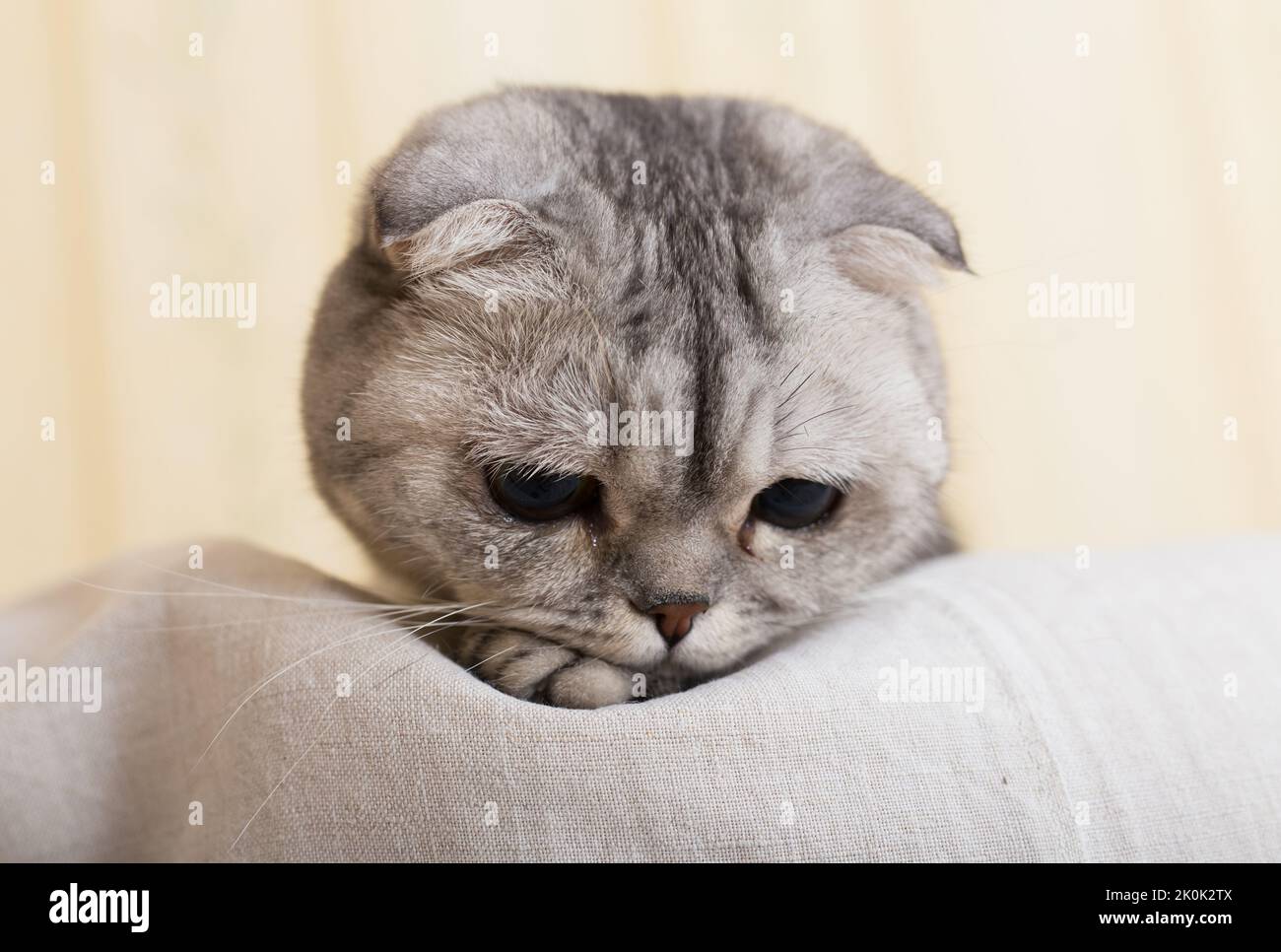 Closeup portrait of a cute scottish fold breed cat in room Stock Photo ...
