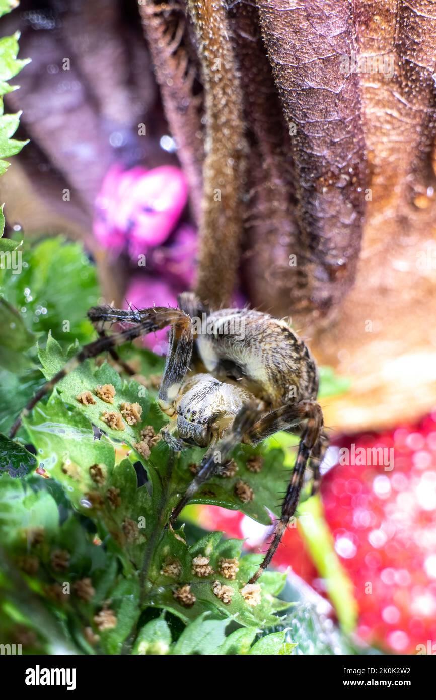 cross spider crossing a fern leaf Stock Photo - Alamy
