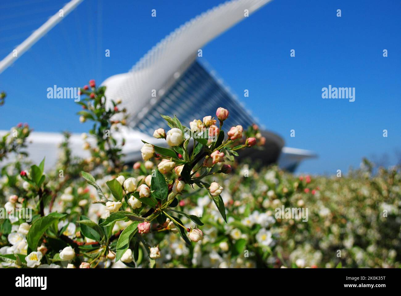 Pretty white jasmine flowers growing in the botanical park Stock Photo ...