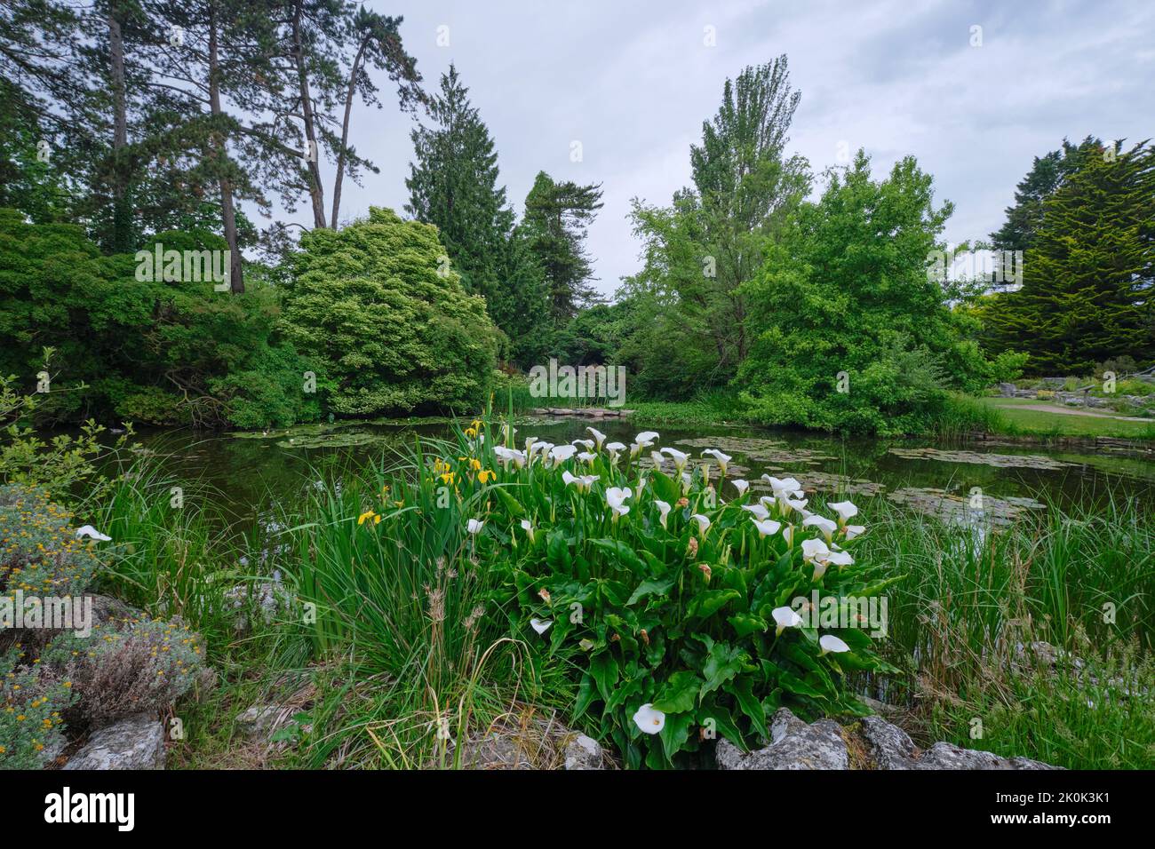 A view of the nature, plants and flora around a pond on a grey, rainy ...