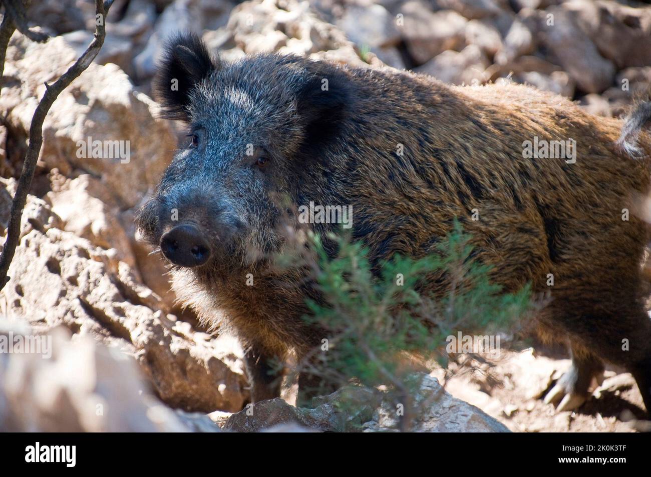 Boar hunting italy hi-res stock photography and images - Alamy