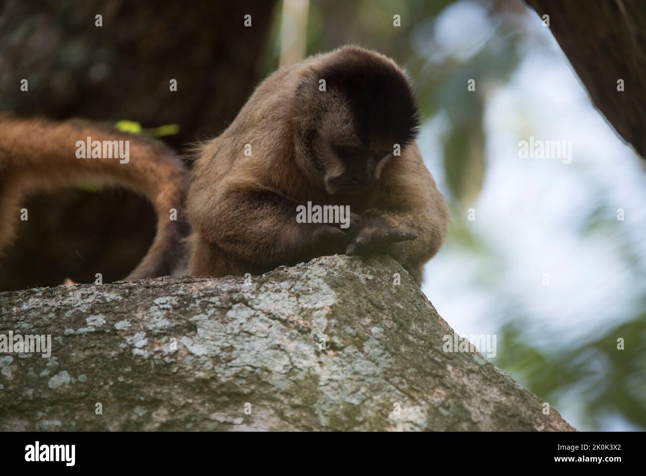 Brown striped tufted capuchin.South America Stock Photo - Alamy