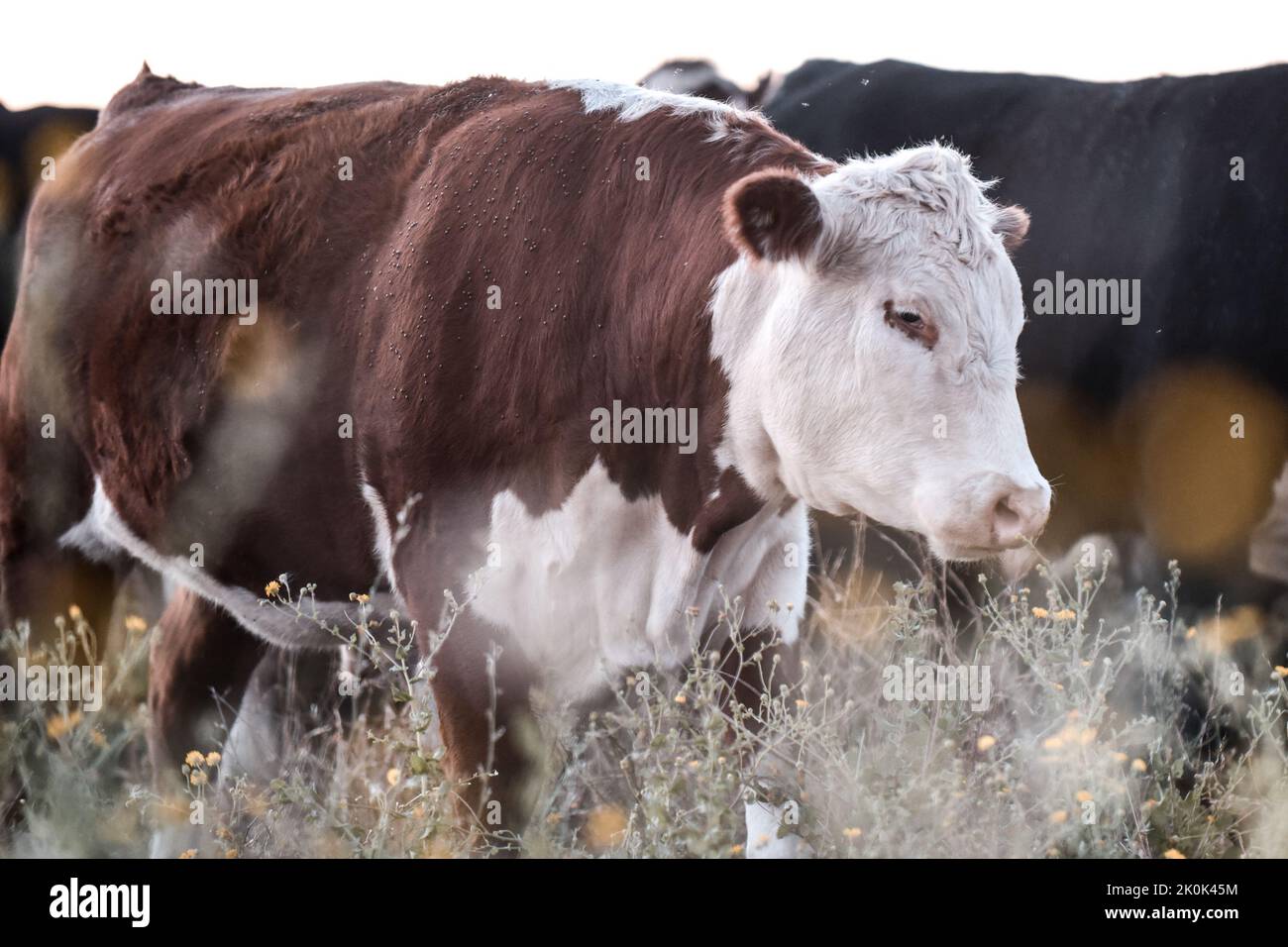 Mammal argentina hi-res stock photography and images - Alamy
