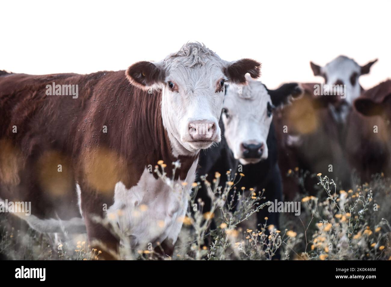 Mammal argentina hi-res stock photography and images - Alamy