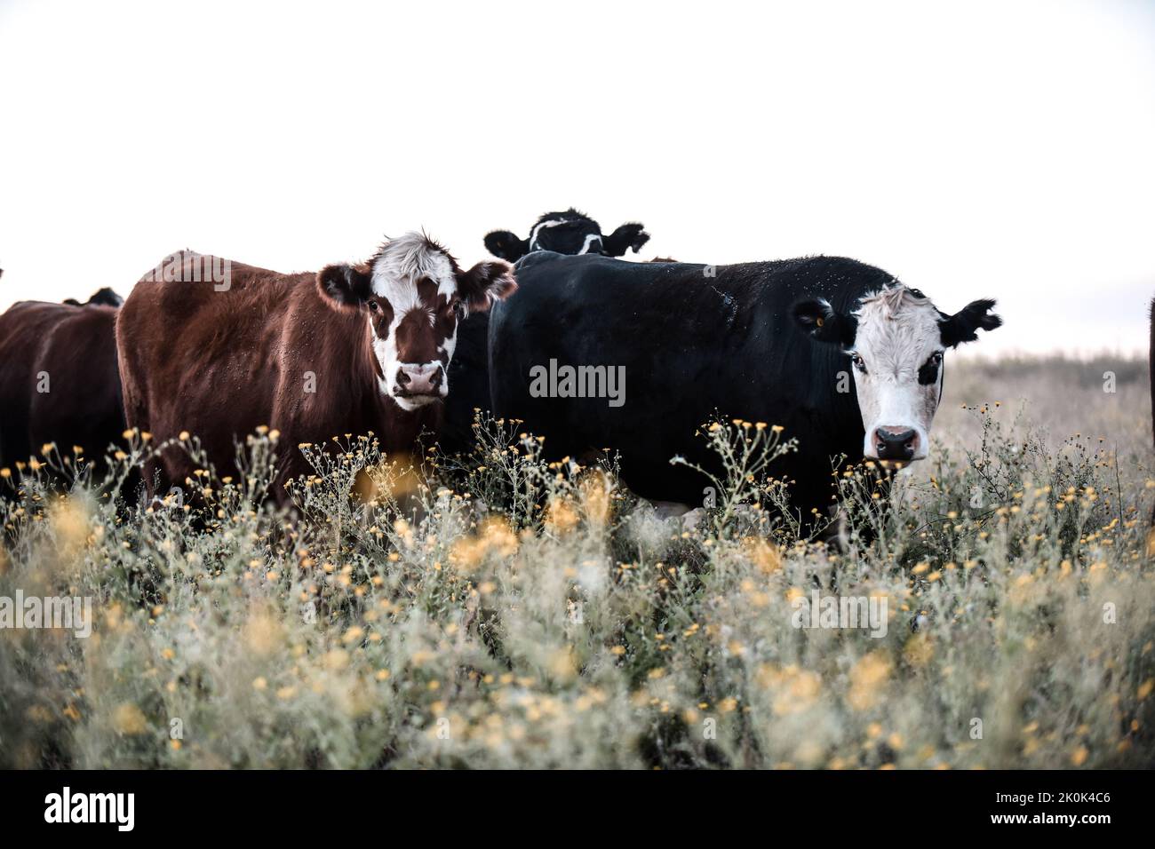 Cows raised with natural pastures, meat production in the Argentine ...
