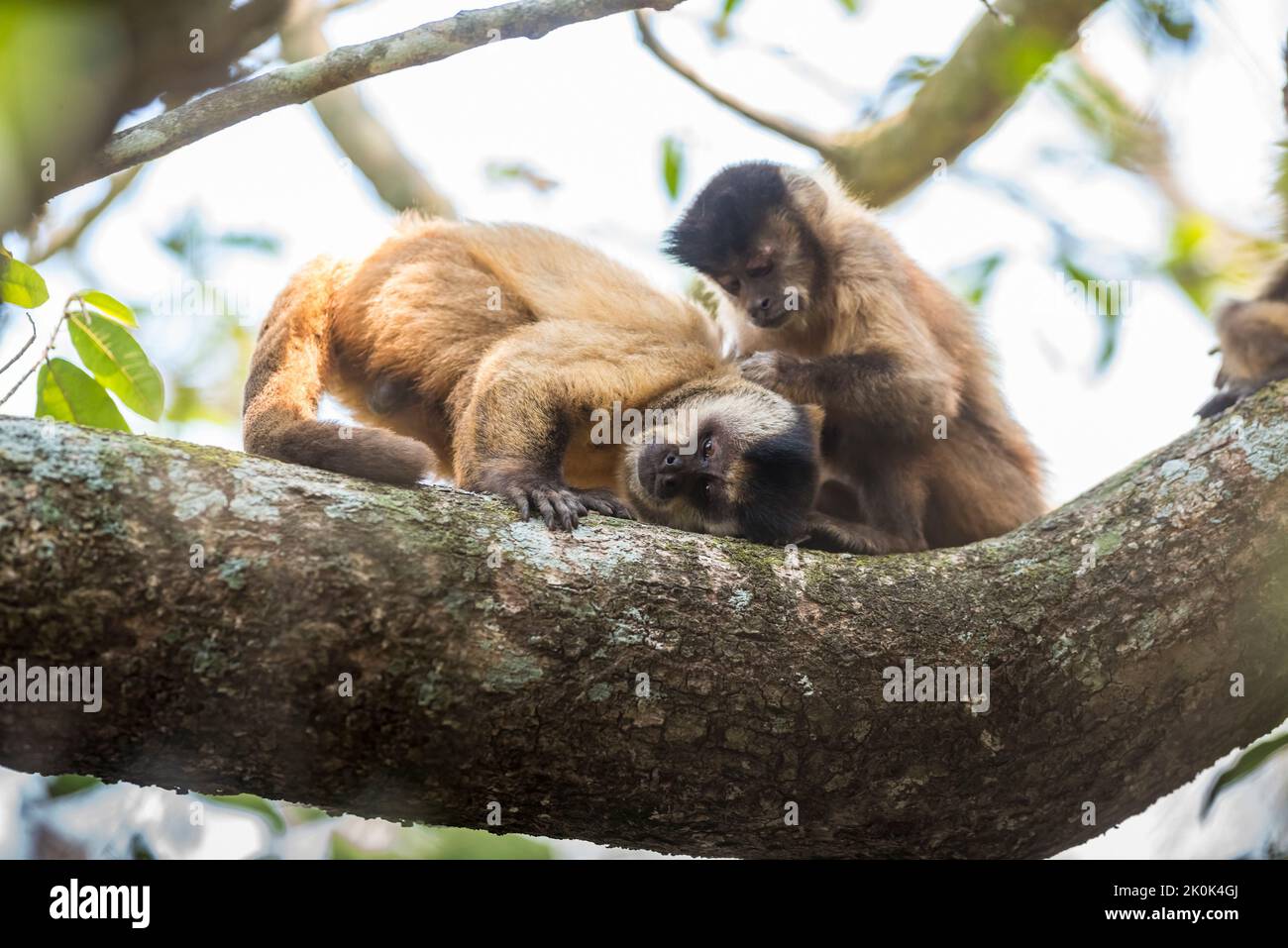 Brown striped tufted capuchin hi-res stock photography and images - Alamy
