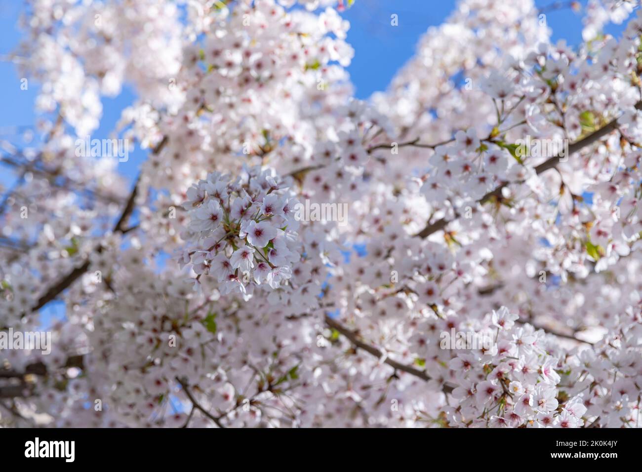colorful flowers background in spring , background for post card Stock ...