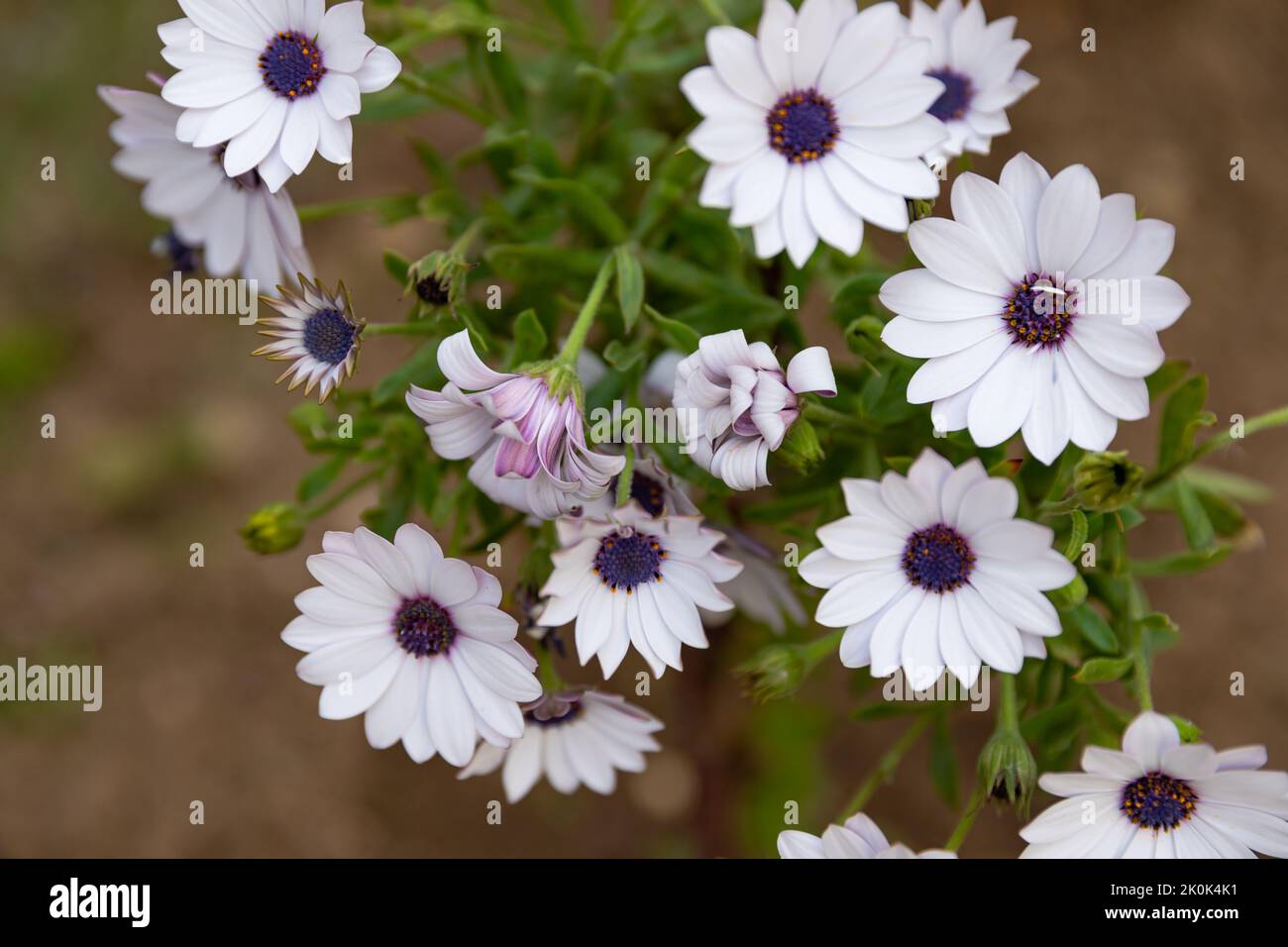 colorful flowers background in spring , background for post card Stock ...