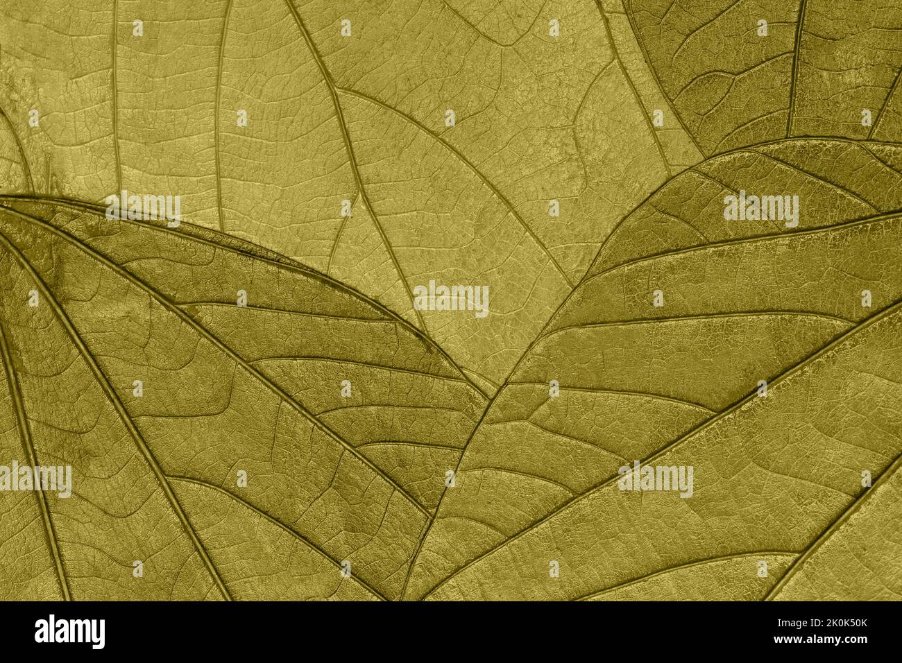 Texture of dry green autumn organic leaves background, macro. Structure ...