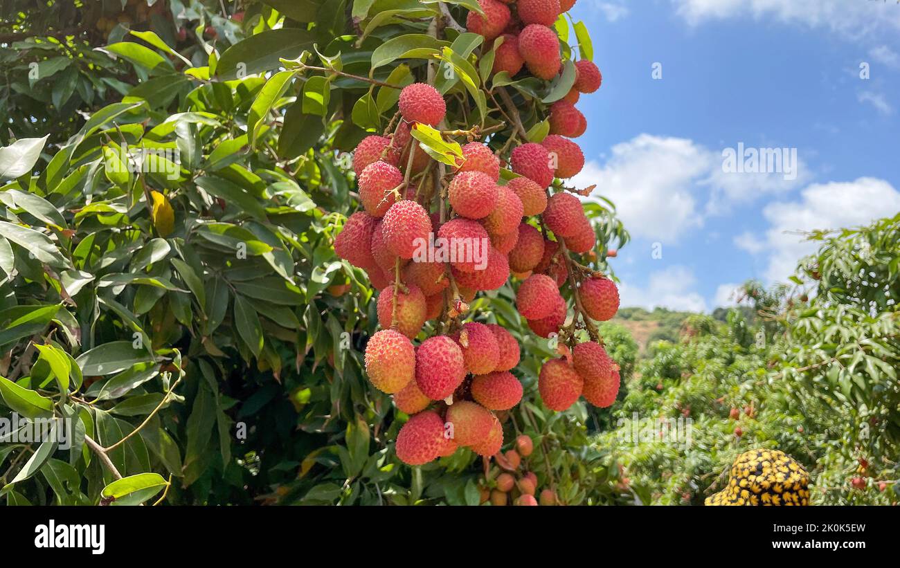 Fresh litchi exotic fruits hi-res stock photography and images - Alamy